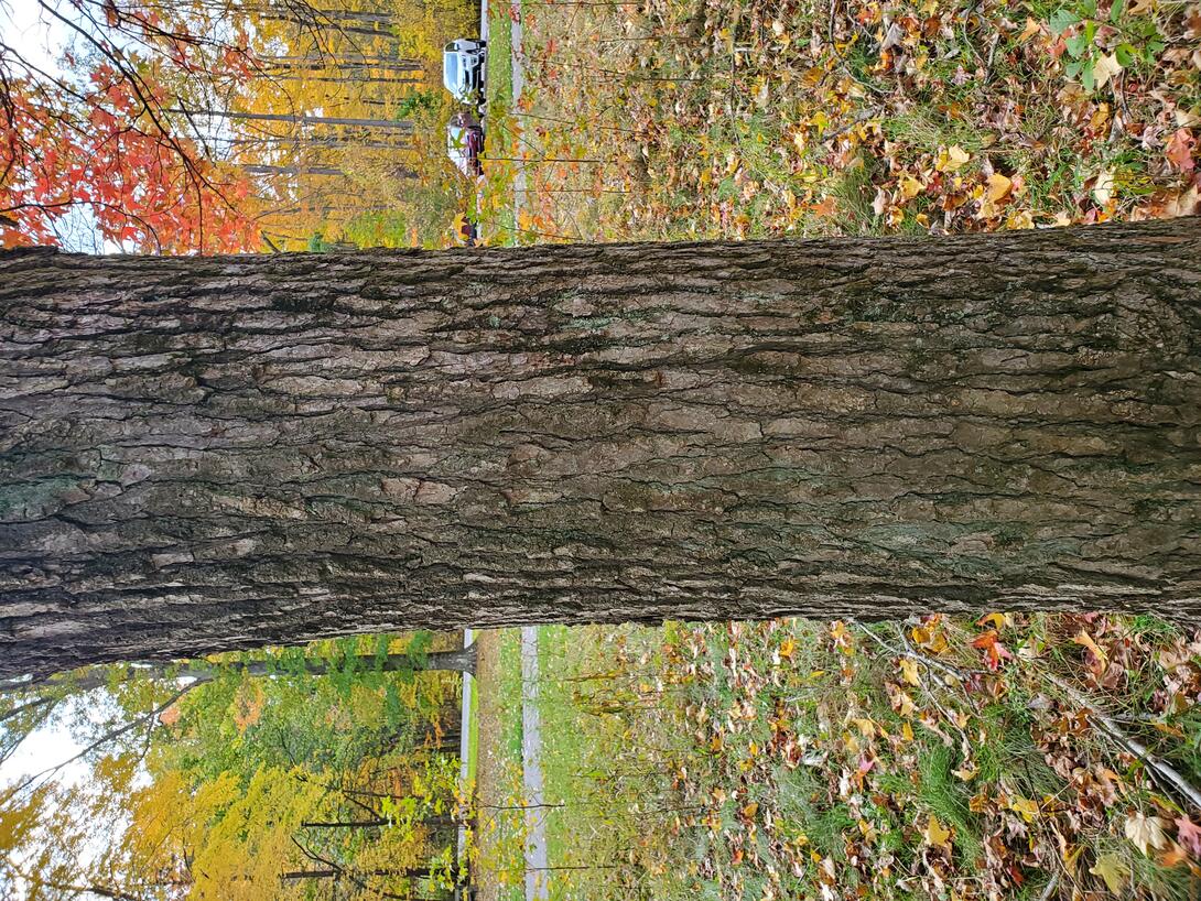 Sweetgum | CMP Tree Selection Tool